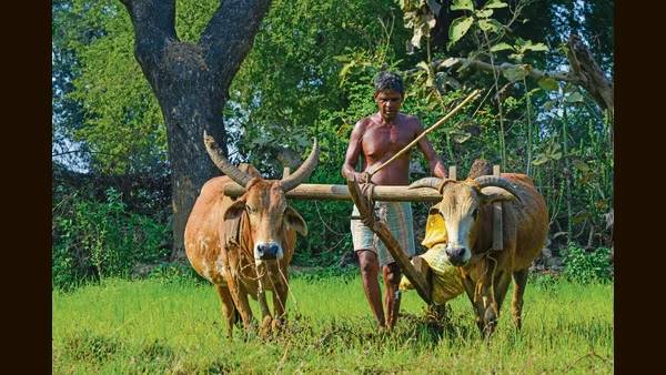 Suriname woos Indian agri firms to boost farming - Modern Agriculture India