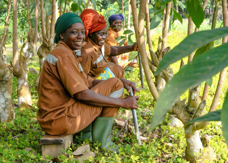 Driving Transparency: KOLTIVA Leads Sustainable Agribusiness Innovation ...